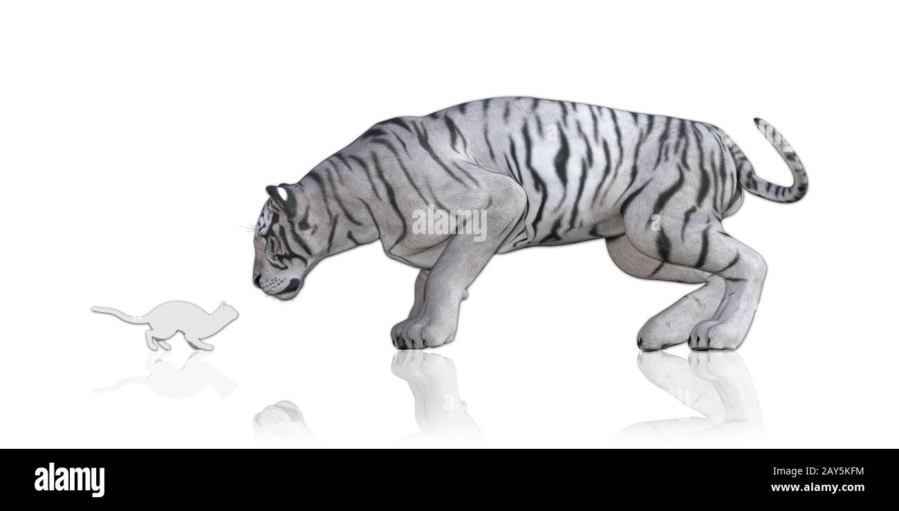 Cat Tiger Reflection Stock Photo - Alamy