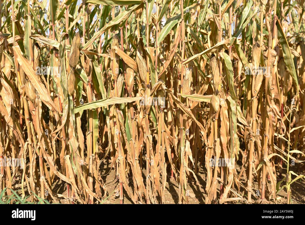 Corn field before harvest Stock Photo - Alamy