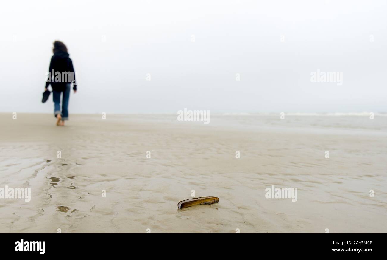 Walk on the beach with shell Stock Photo - Alamy