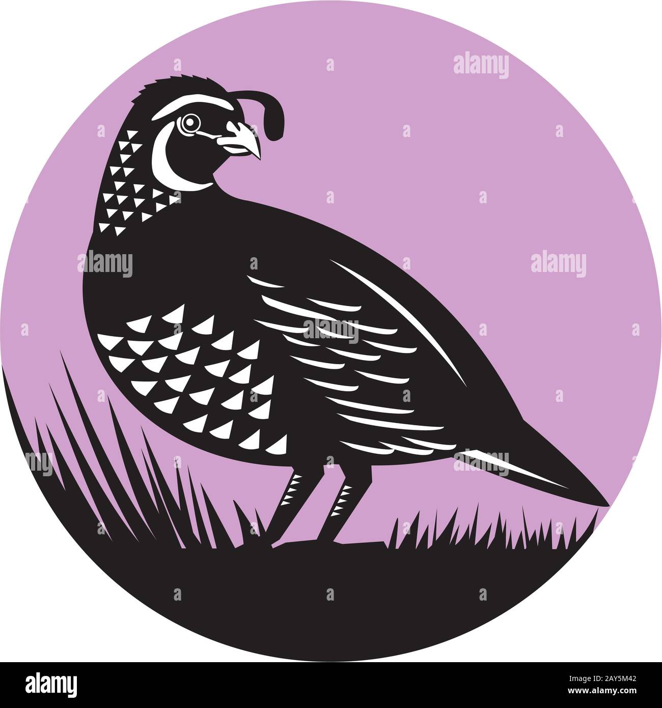 California quail illustration hi-res stock photography and images - Alamy