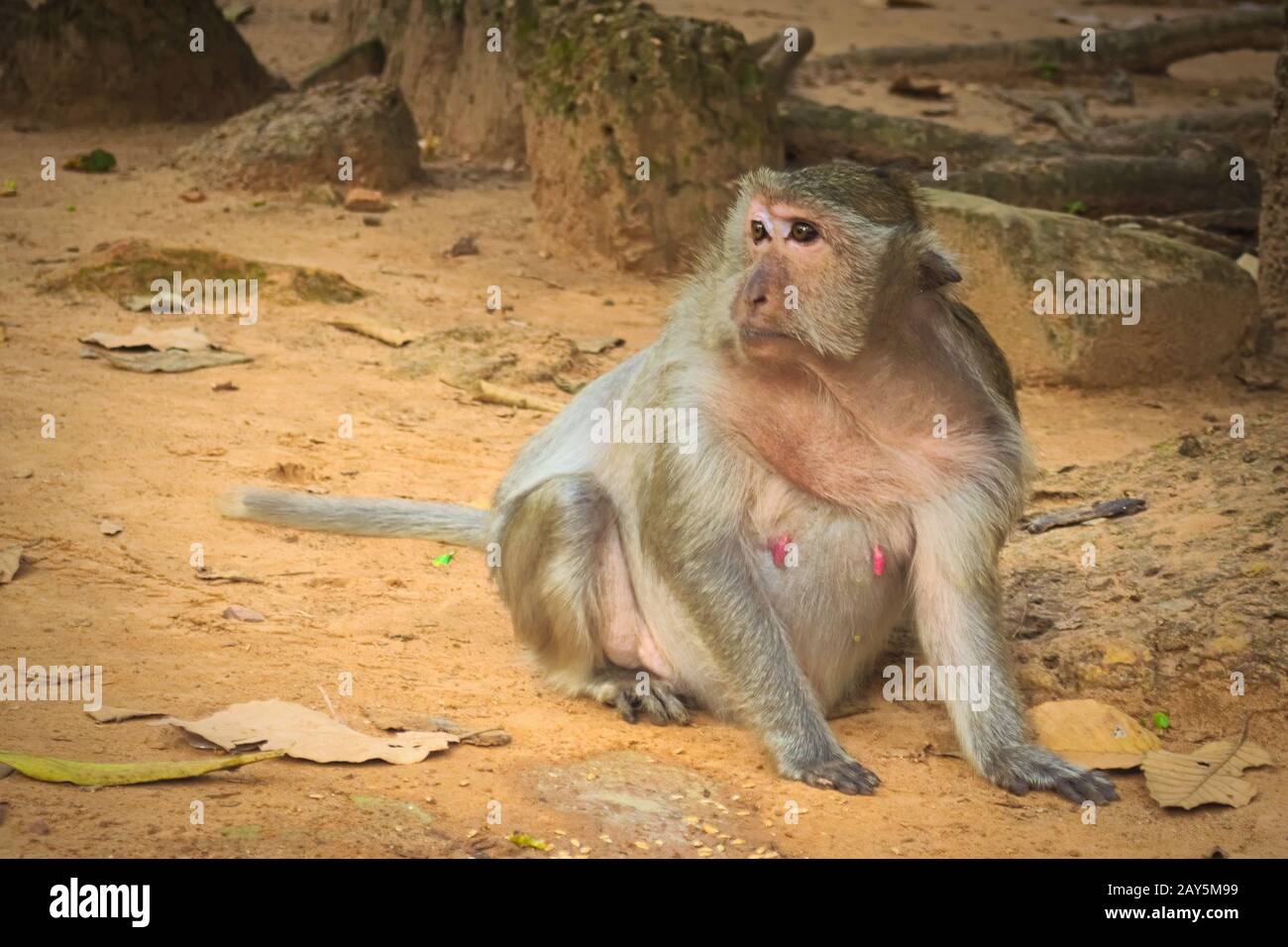 Pregnant female long-tailed macaque (Macaca fascicularis), spotted near ...