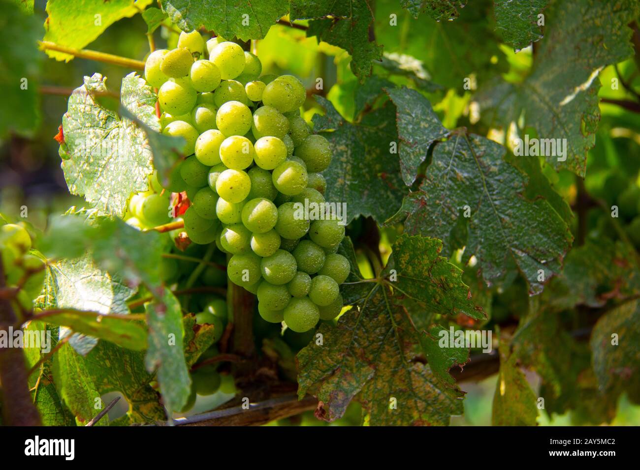 grapes in the sunlight Stock Photo - Alamy