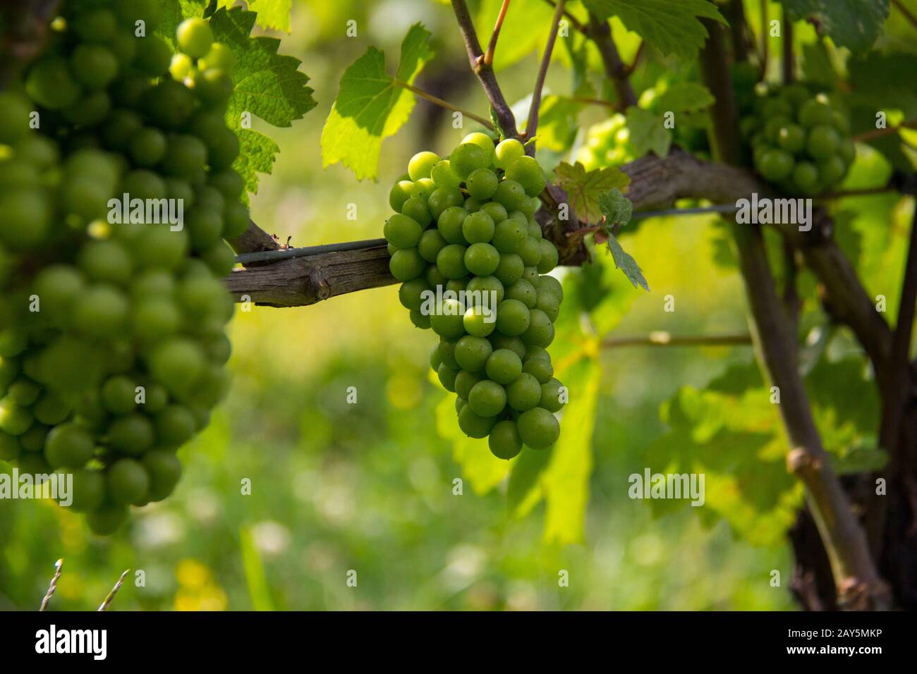 grapes in the sunlight Stock Photo - Alamy