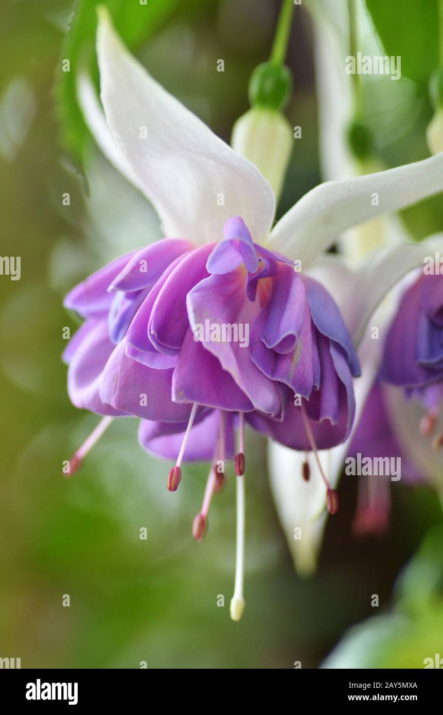 Ballerina Flowers in the Gardens by the Bay Stock Photo - Alamy