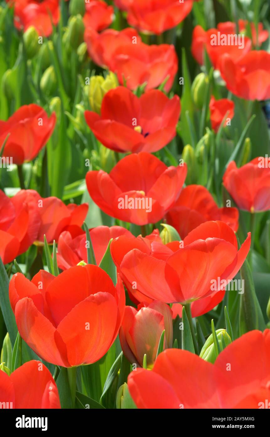 Tulips in spring Stock Photo - Alamy