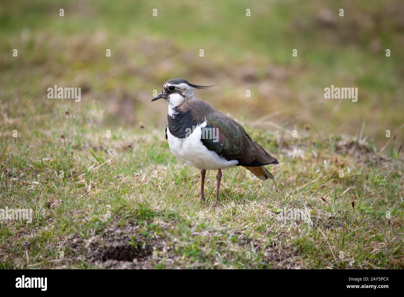 Tumbling aerobatic displays hi-res stock photography and images - Alamy