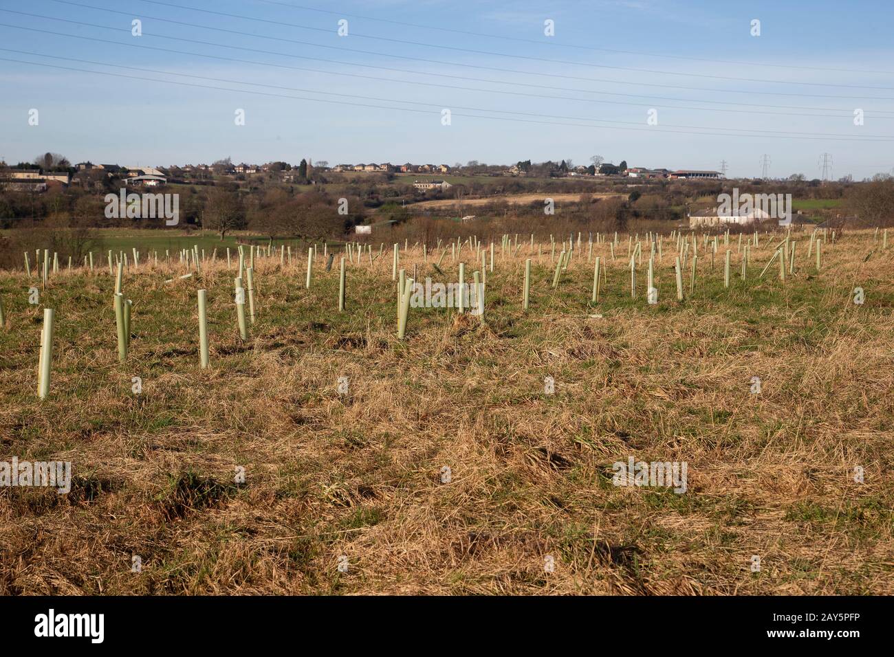 A field full of new bare root stock trees to promote climate change ...