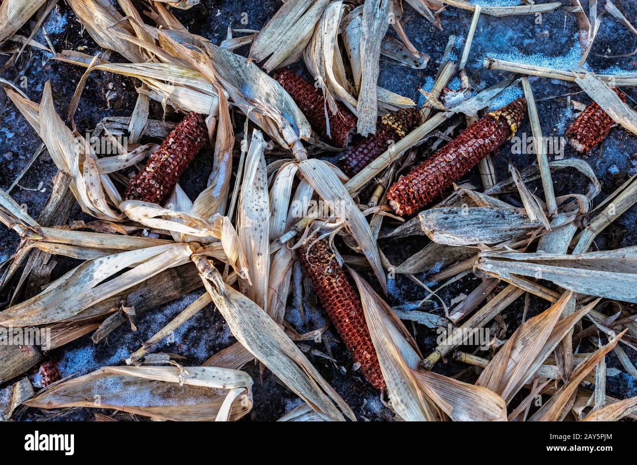 Winter corn field in a state of being eaten by wildlife Stock Photo - Alamy