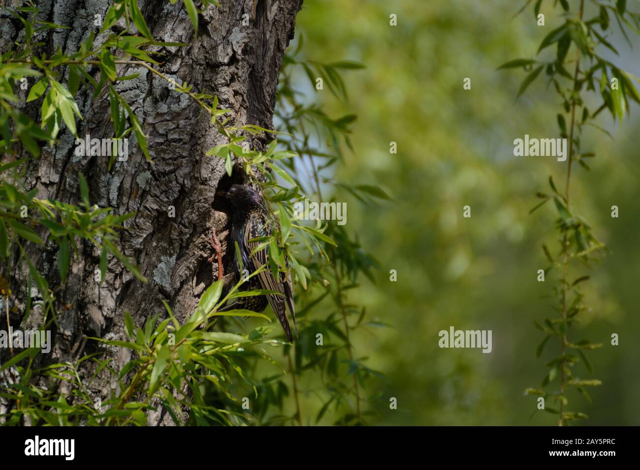 Songbird species hi-res stock photography and images - Alamy