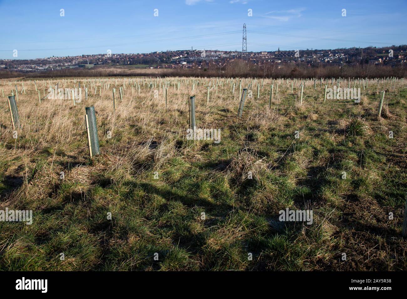 A field full of new bare root stock trees to promote climate change ...