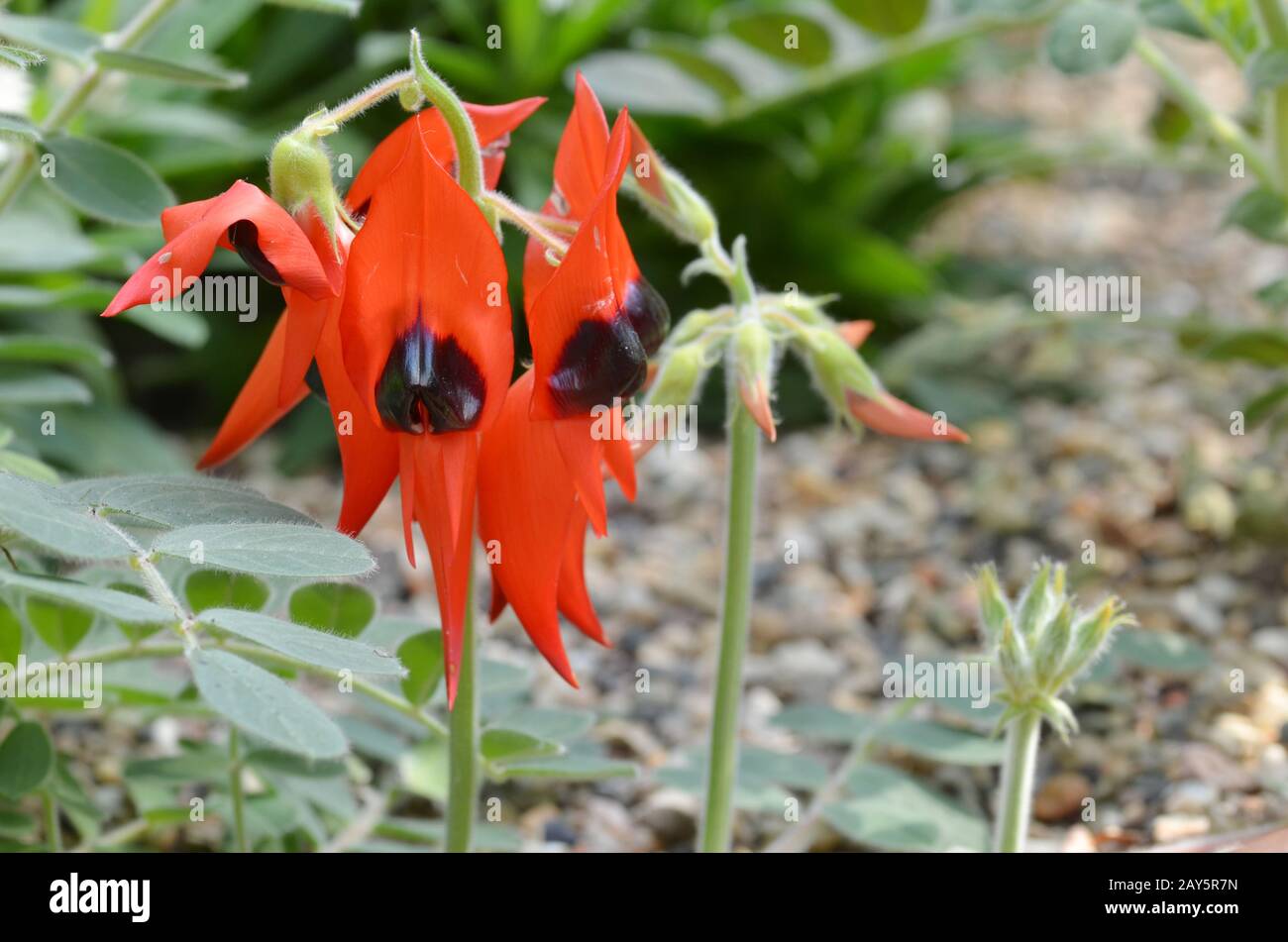 Sturts desert pea Stock Photo - Alamy