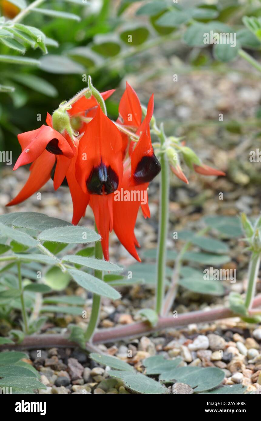 Sturts desert pea Stock Photo - Alamy
