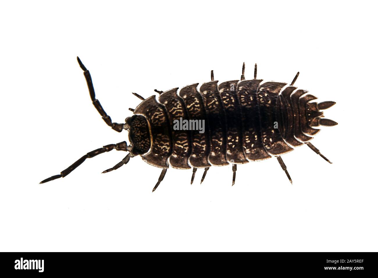 Isopod hi-res stock photography and images - Alamy