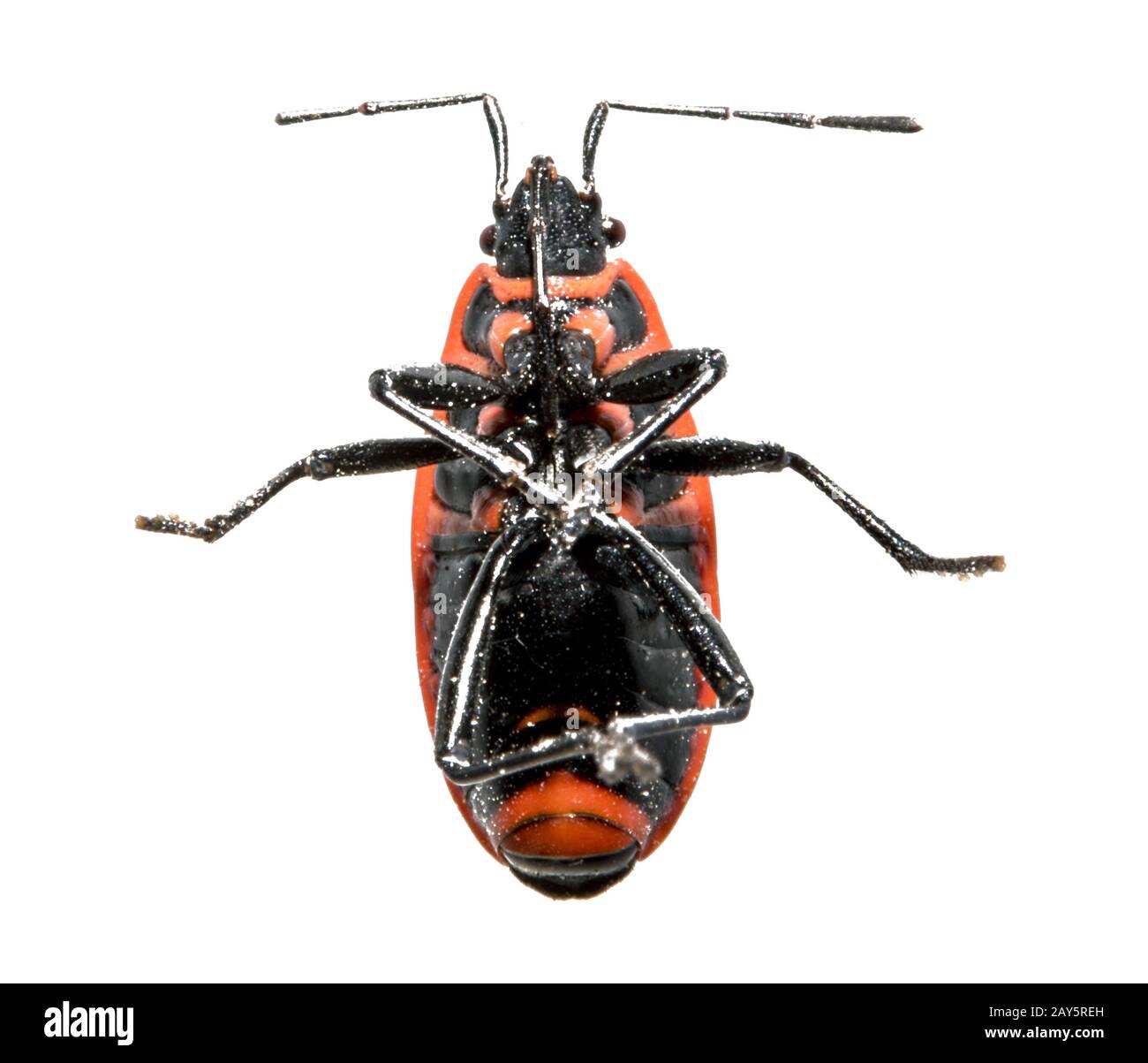 Fire Beetle High Resolution Stock Photography and Images - Alamy