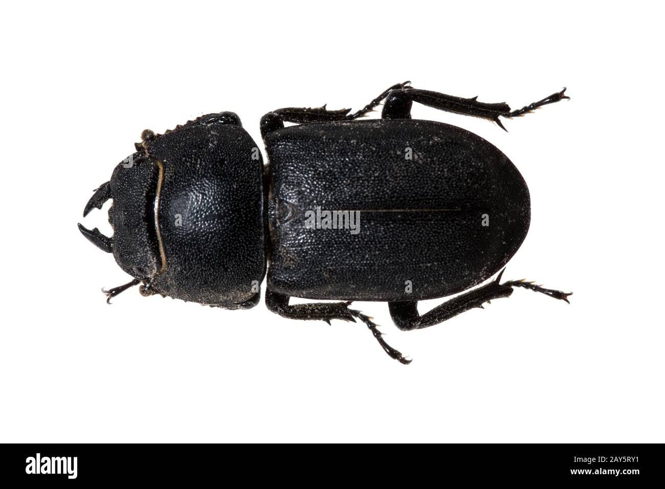 Tenebrionid hi-res stock photography and images - Alamy