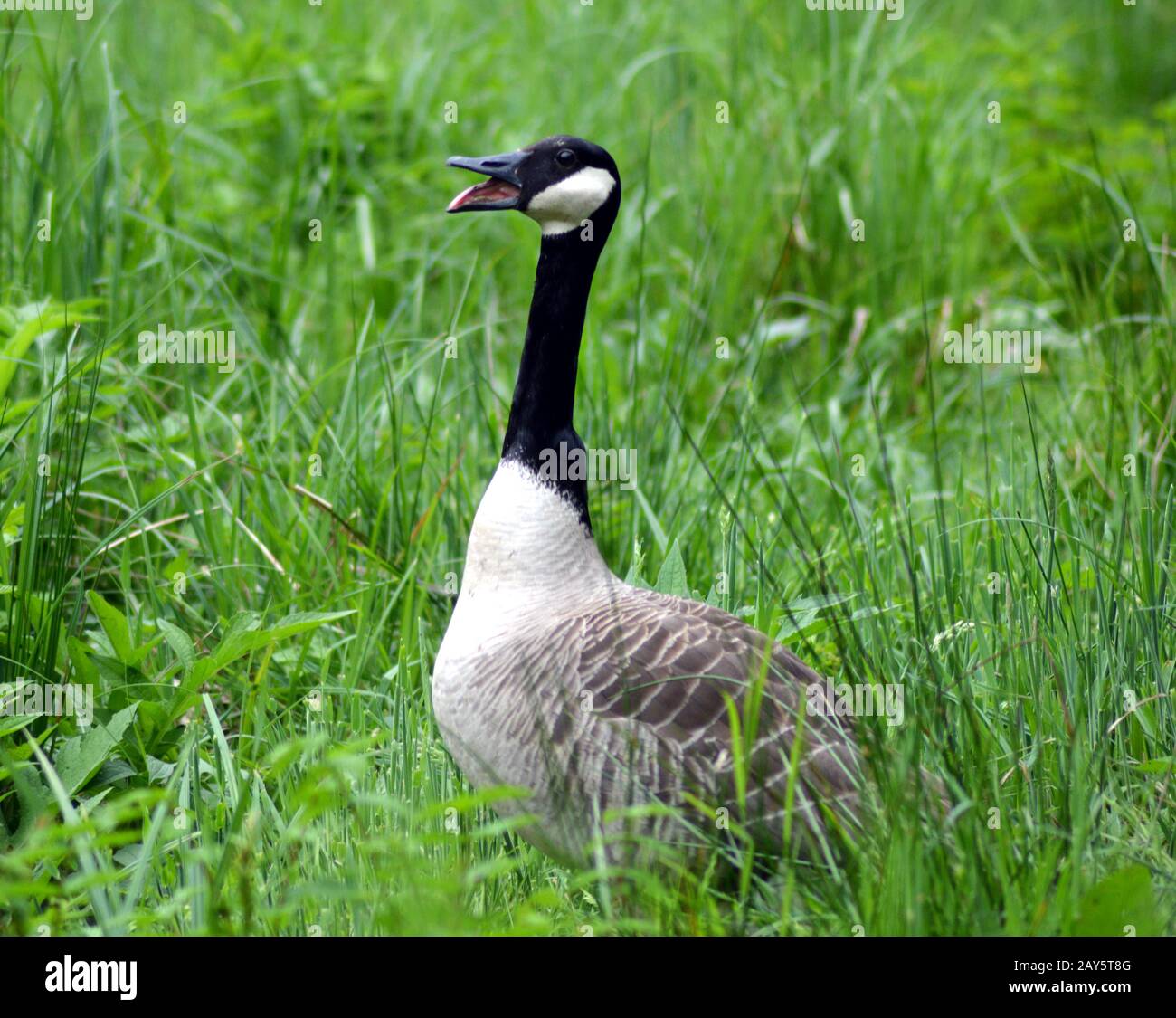 Gray goose farm bird isolated hi-res stock photography and images - Alamy