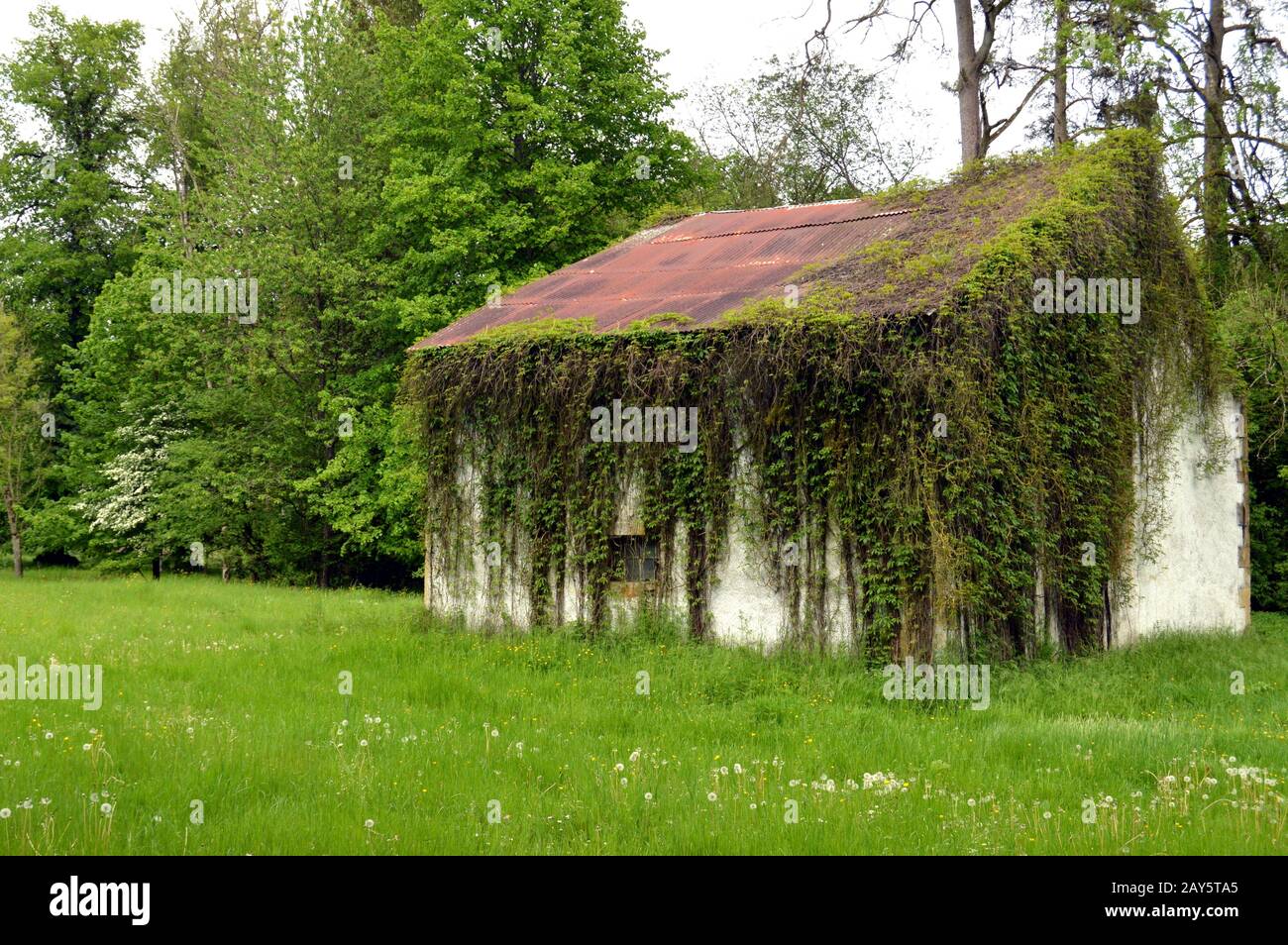 Shed with a roof in sheet steels rust with some ivy on all the facade ...