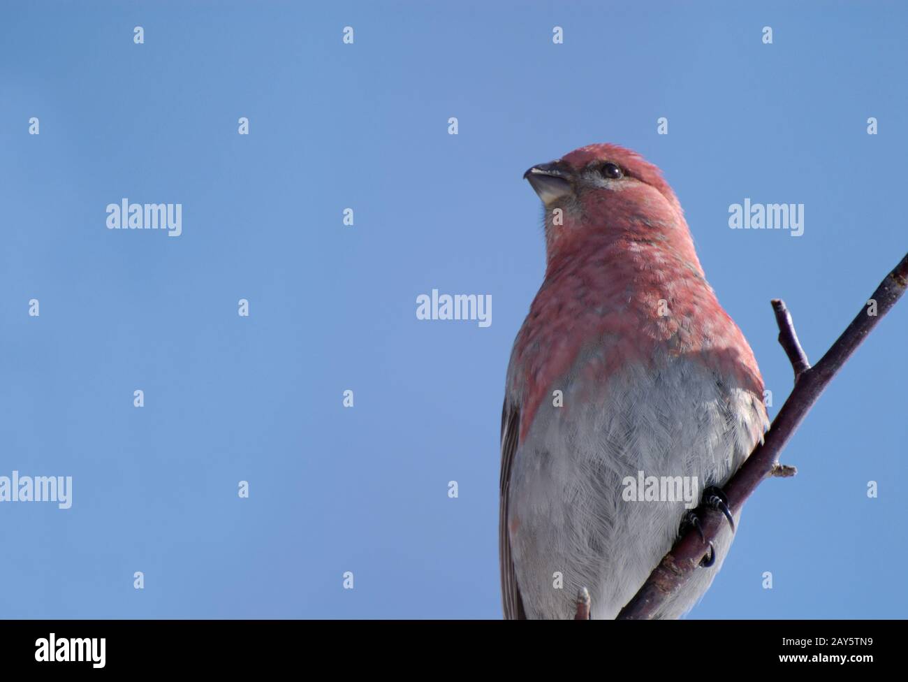 Wild birds in the winter coming to a bird feeder in Ontario, Canada ...