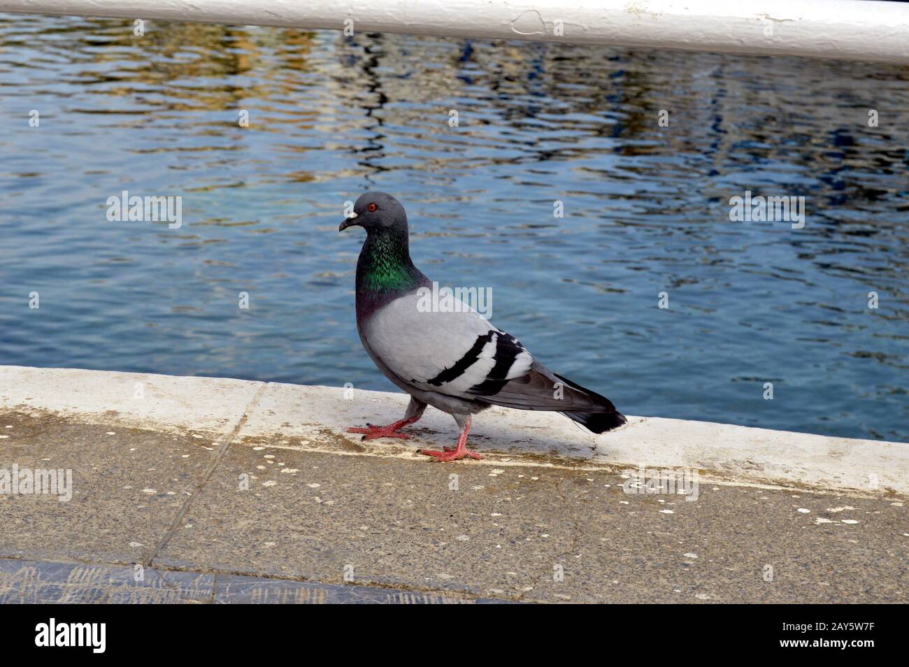 A pigeon on a bridge with some water in bottom Stock Photo - Alamy
