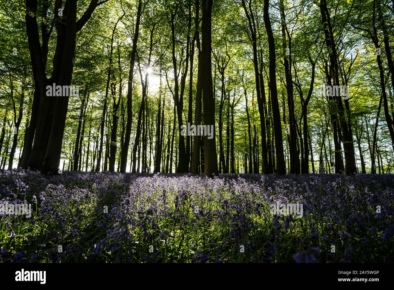 Bluebell woods in Ashridge Forest, Hertfordshire, England Photo: © 2020 ...