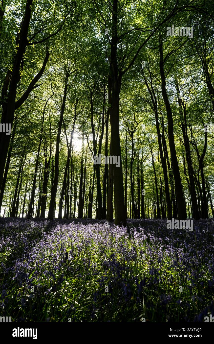 Bluebell woods in Ashridge Forest, Hertfordshire, England Photo: © 2020 ...