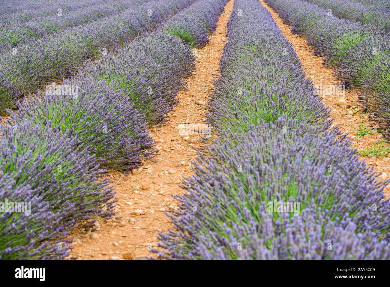 Close view of straight lines of violet lavender bushes Stock Photo - Alamy