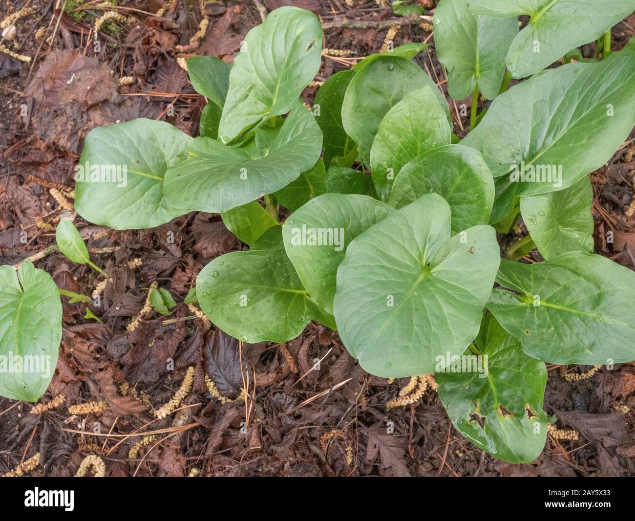 Starch roots hi-res stock photography and images - Alamy
