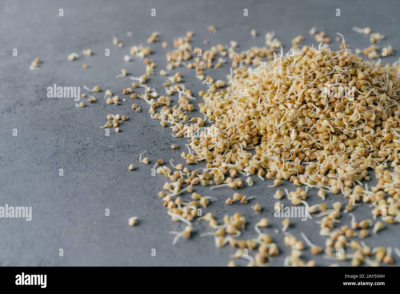 Close up shot of sprouted buckwheats in heap over grey background ...