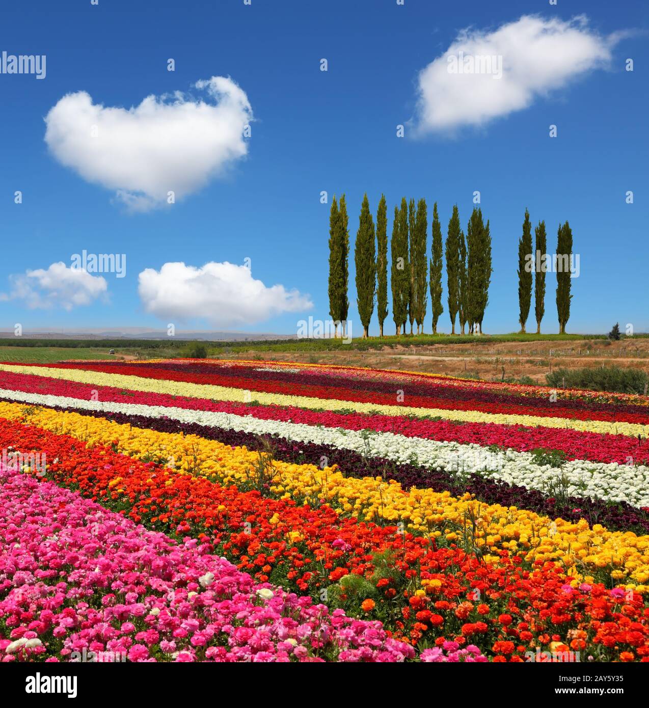 The broad bands of bright colors - red, yellow and pink Stock Photo - Alamy