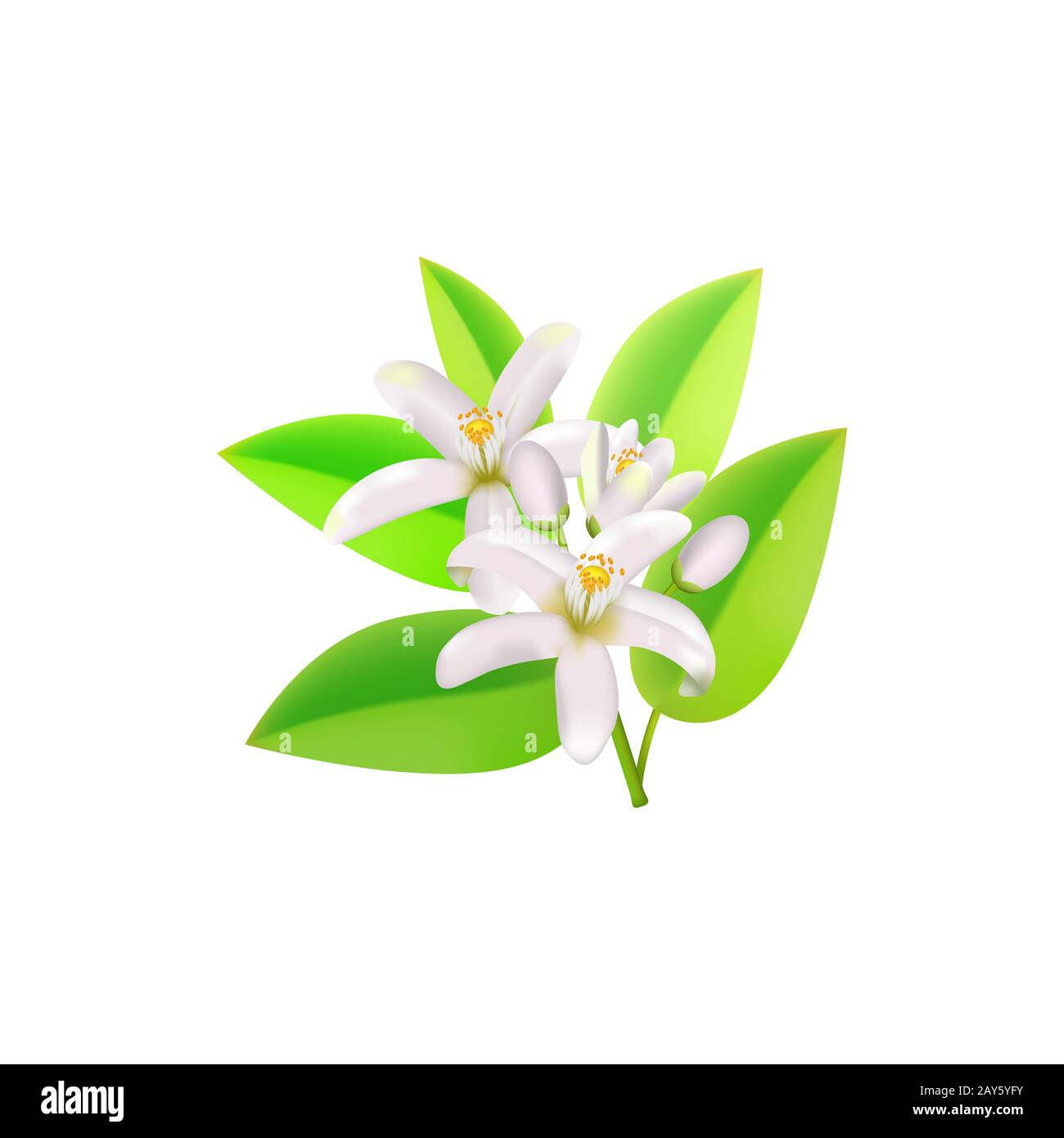 Neroli flower leaves Stock Vector Images - Alamy
