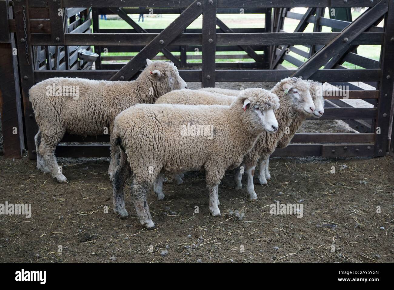 White sheep in fence Stock Photo - Alamy