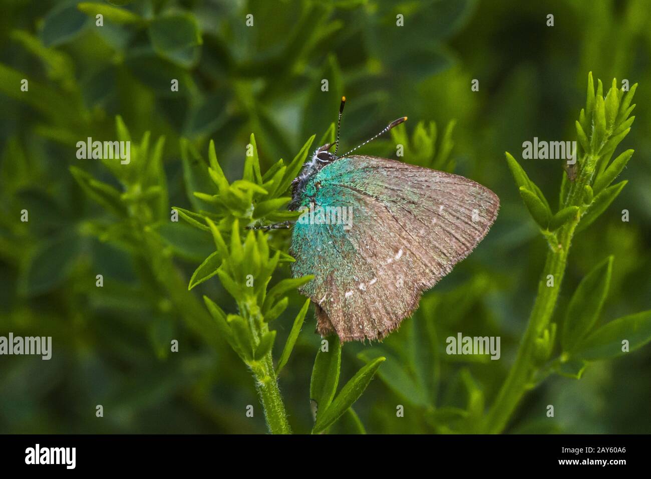 Razor grass hi-res stock photography and images - Alamy