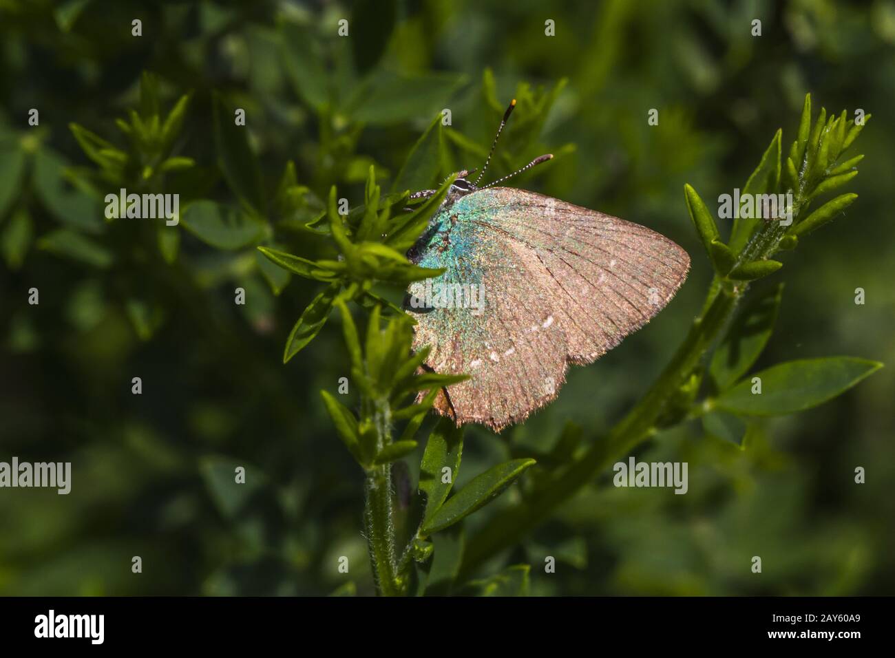 Blackberry Razor Butterfly (Callophrys rubi Stock Photo - Alamy