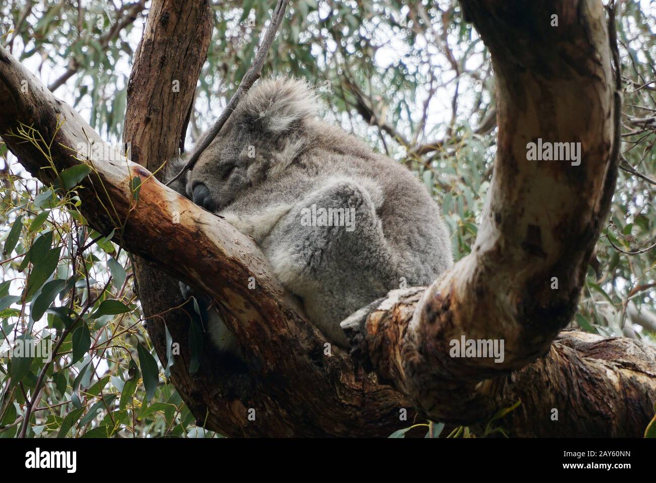 Hug koala hi-res stock photography and images - Alamy