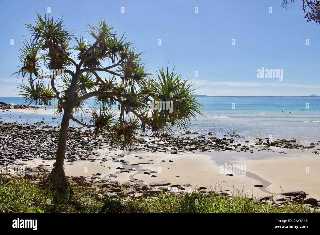 Spiky tree hi-res stock photography and images - Alamy