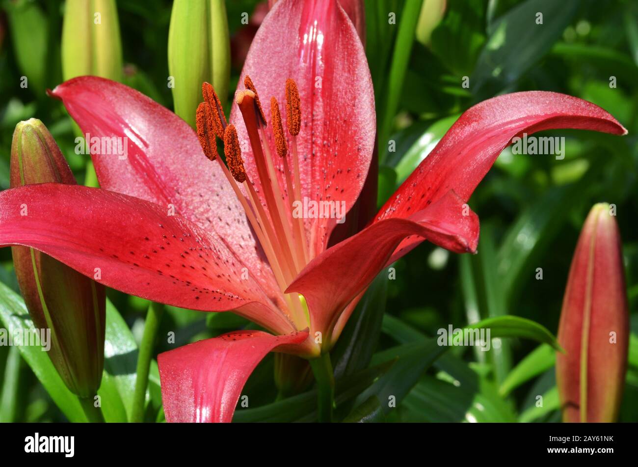 Beautiful lily growing in garden Stock Photo - Alamy
