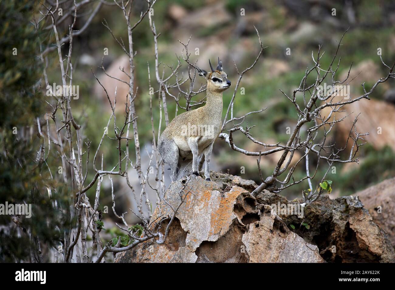 Klipspringer, oreotragus oreotragus, Adult standing on Rocks, Hell's ...