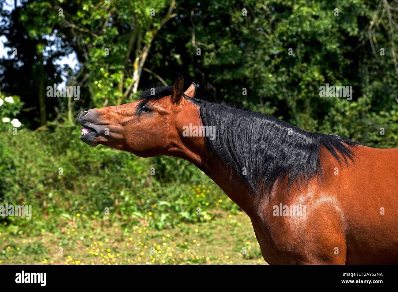 Whinnying hi-res stock photography and images - Alamy