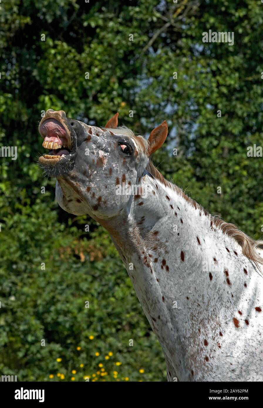 Whinnying horse hi-res stock photography and images - Alamy