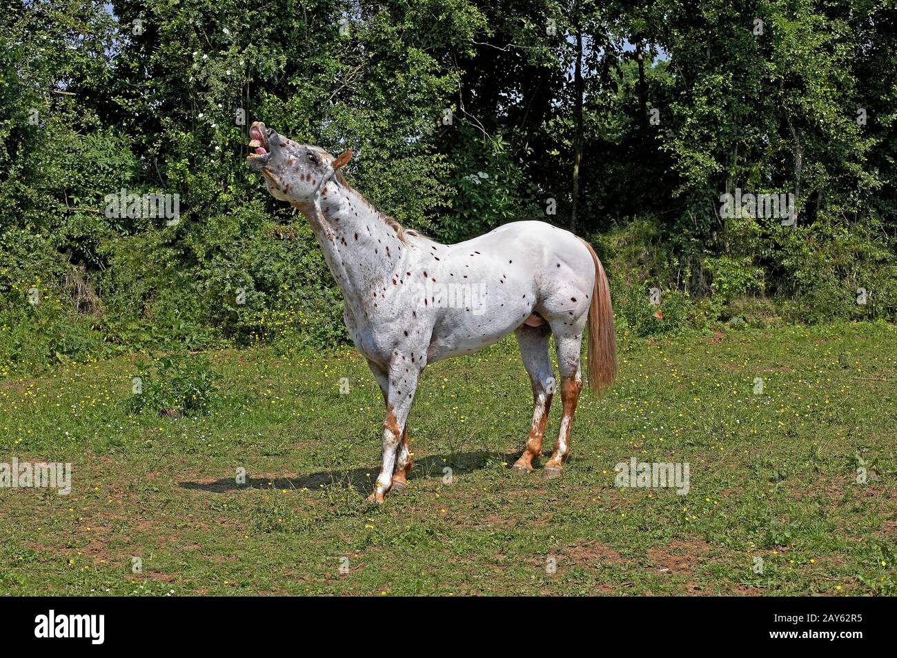 Appaloosa Horse, Adult Whinnying Stock Photo - Alamy