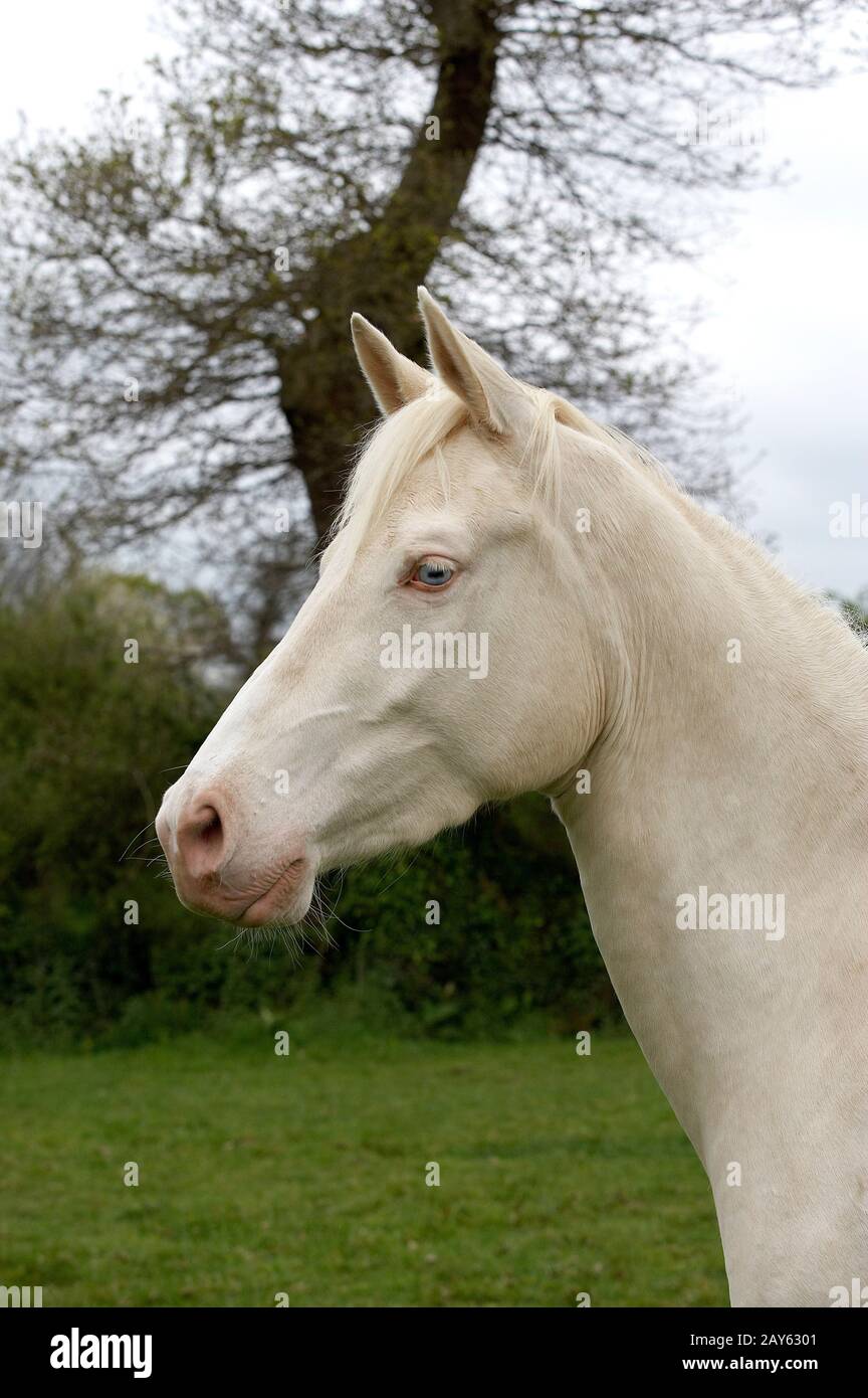 Akhal Teke, Horse Breed from Turkmenistan, Portrait of Adult Stock ...