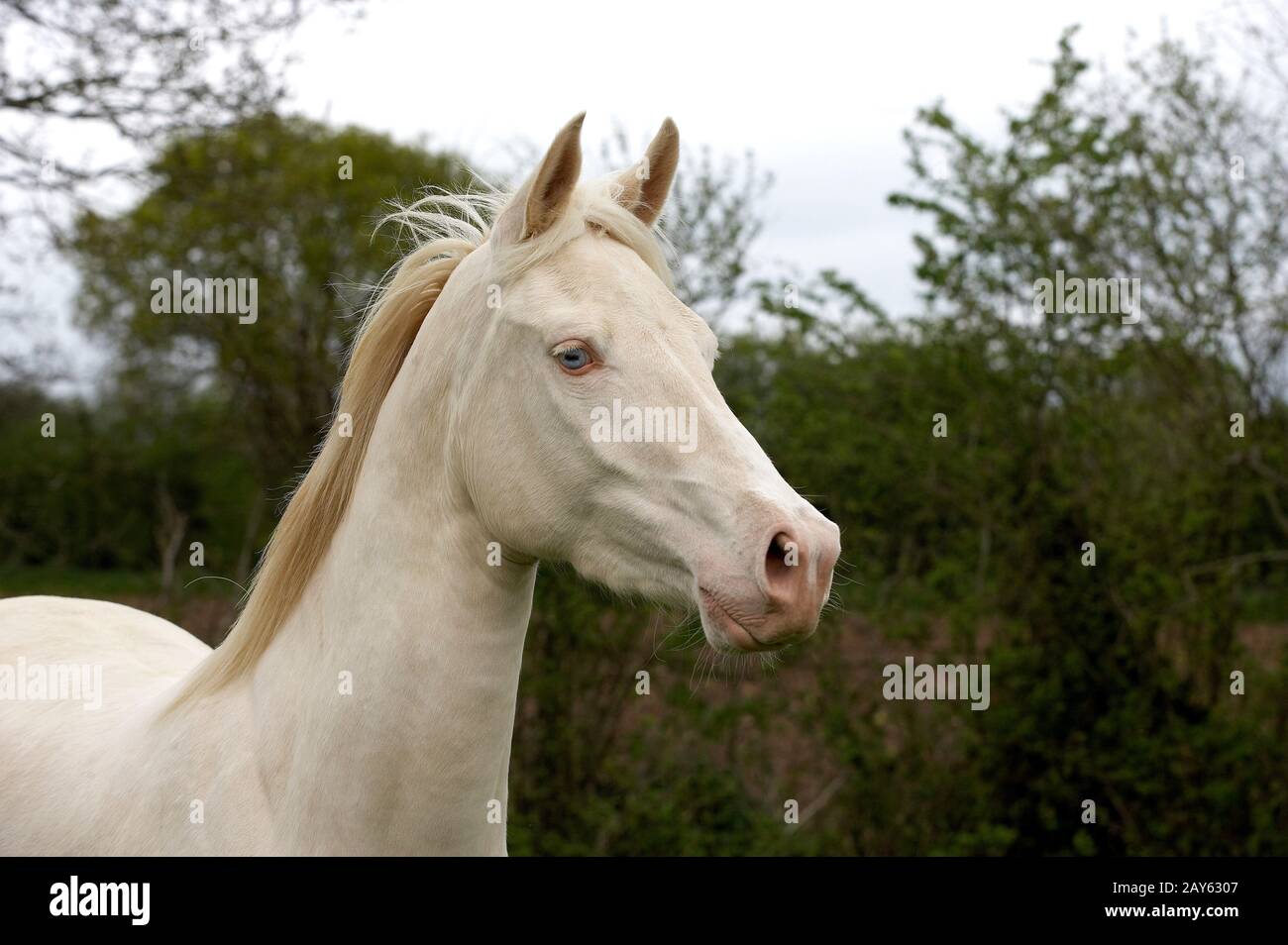 Akhal Teke, Horse Breed from Turkmenistan, Portrait of Adult Stock ...