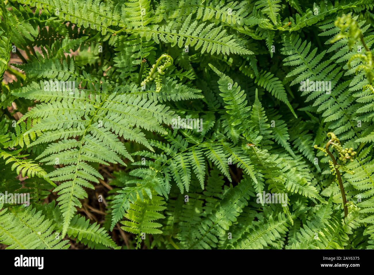 A large group of green leaf ferns growing in the forest clustered ...