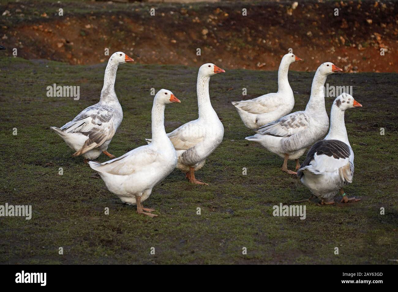 Norman Goose, Calvados in Normandy Stock Photo - Alamy