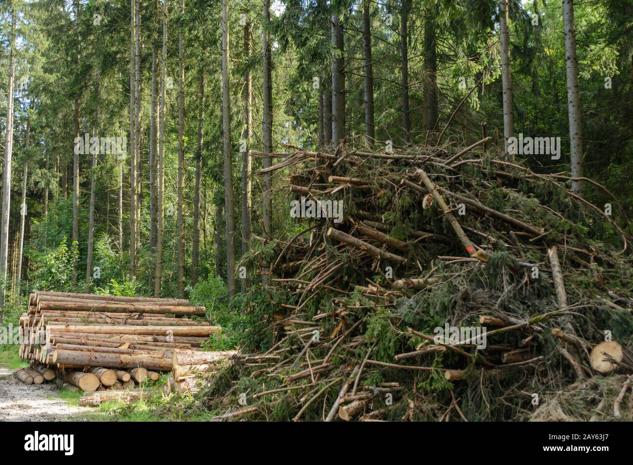 Forestry shows round timber and stacked branches as an example Stock ...
