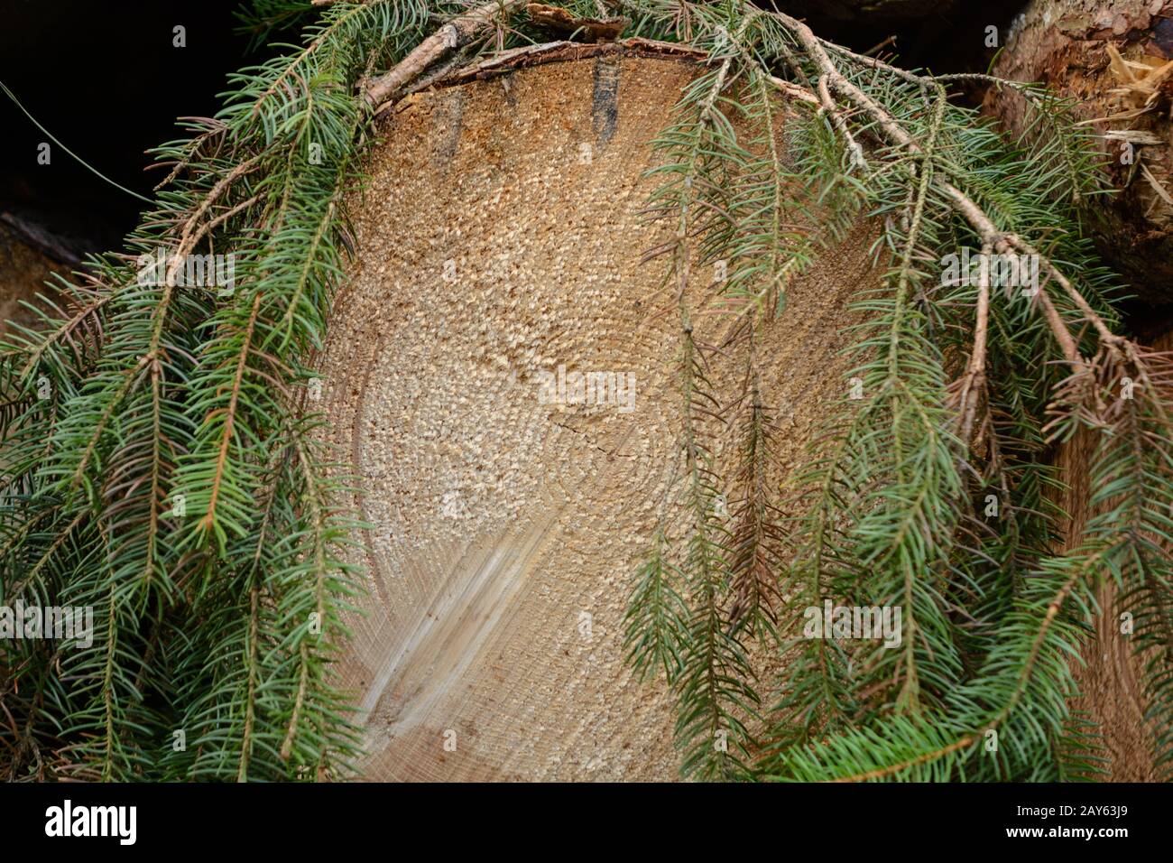 Annual rings on the cut surface of a spruce - roundwood close up Stock ...
