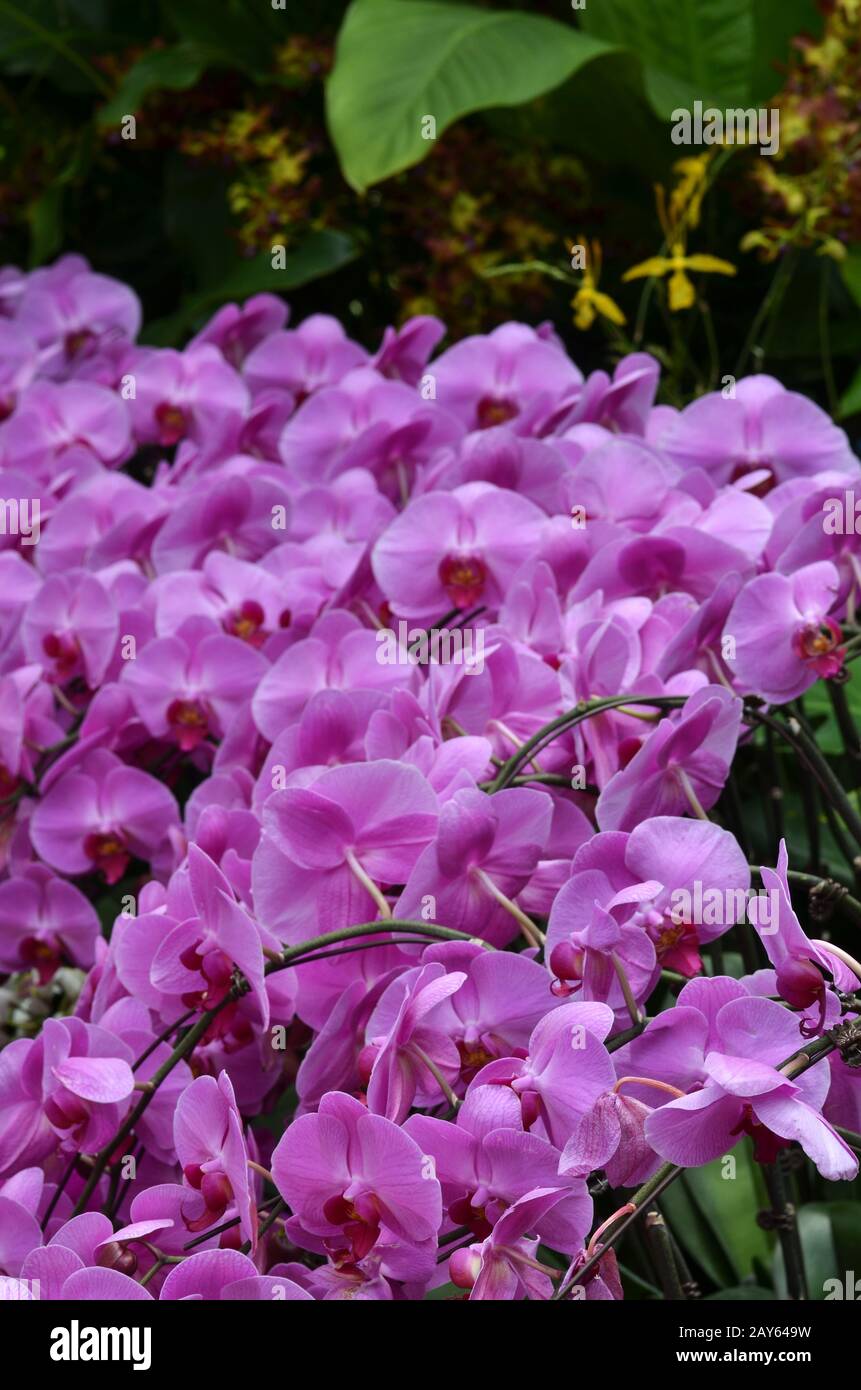 Beautiful purple orchid, phalaenopsis Stock Photo - Alamy