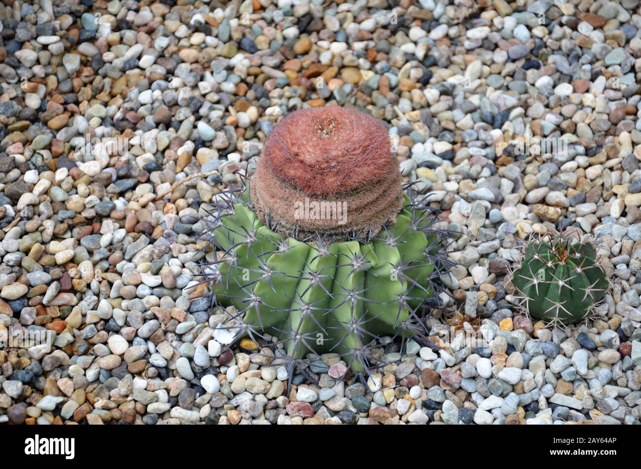 Apex cap hi-res stock photography and images - Alamy