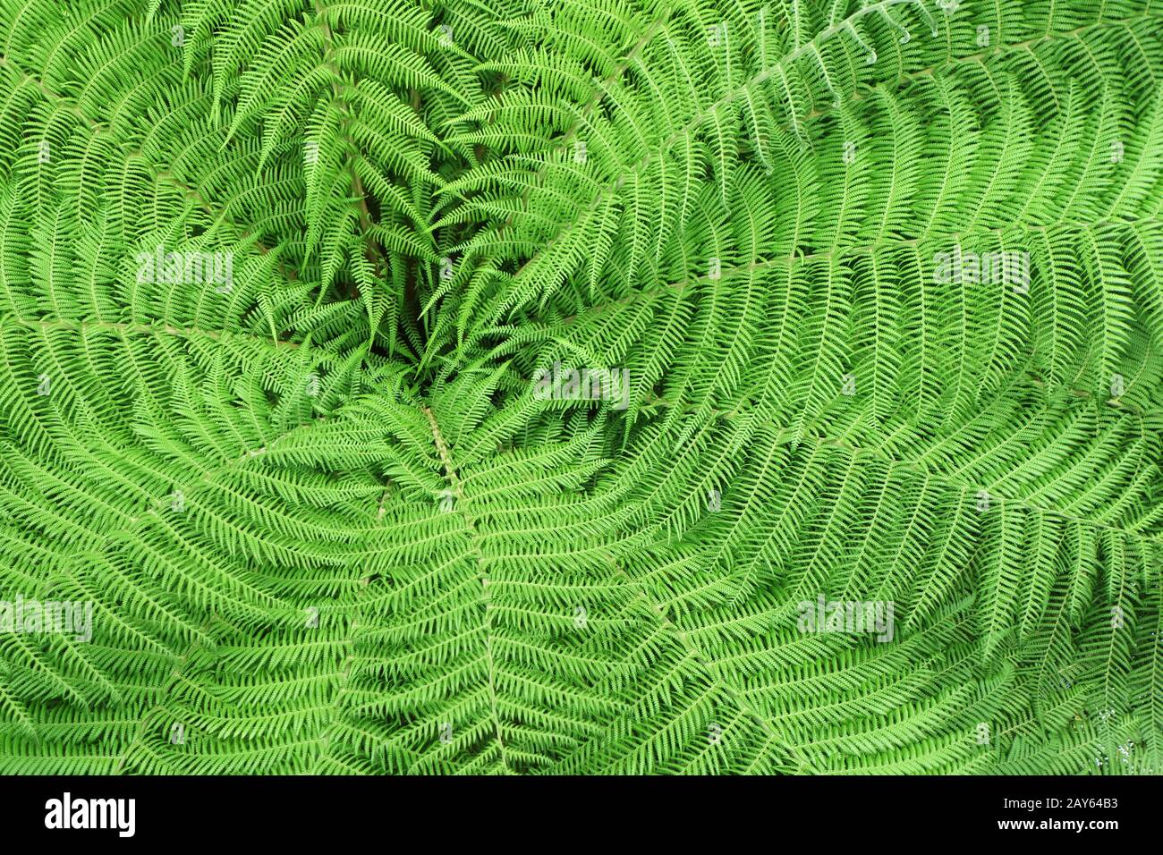 Pattern of fern leaves Stock Photo - Alamy