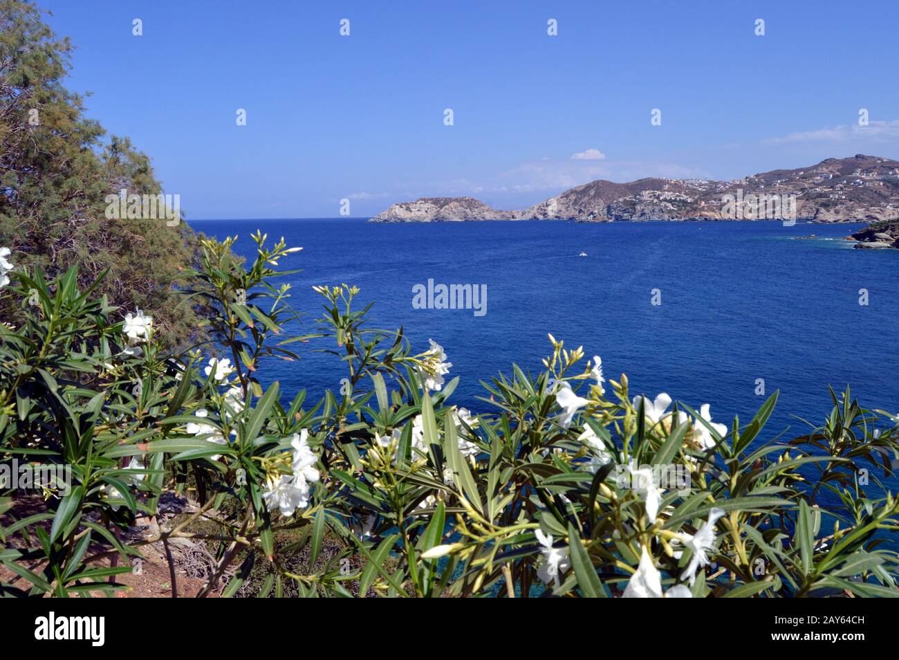 Sea view and island with flowers forward plan Stock Photo - Alamy